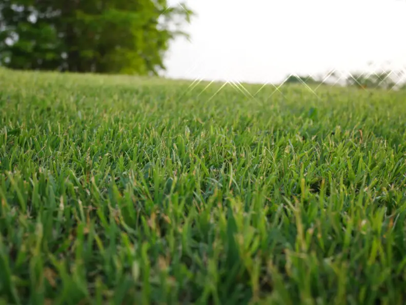 How To Make Bermuda Grass Thicker - Home and Garden Talk