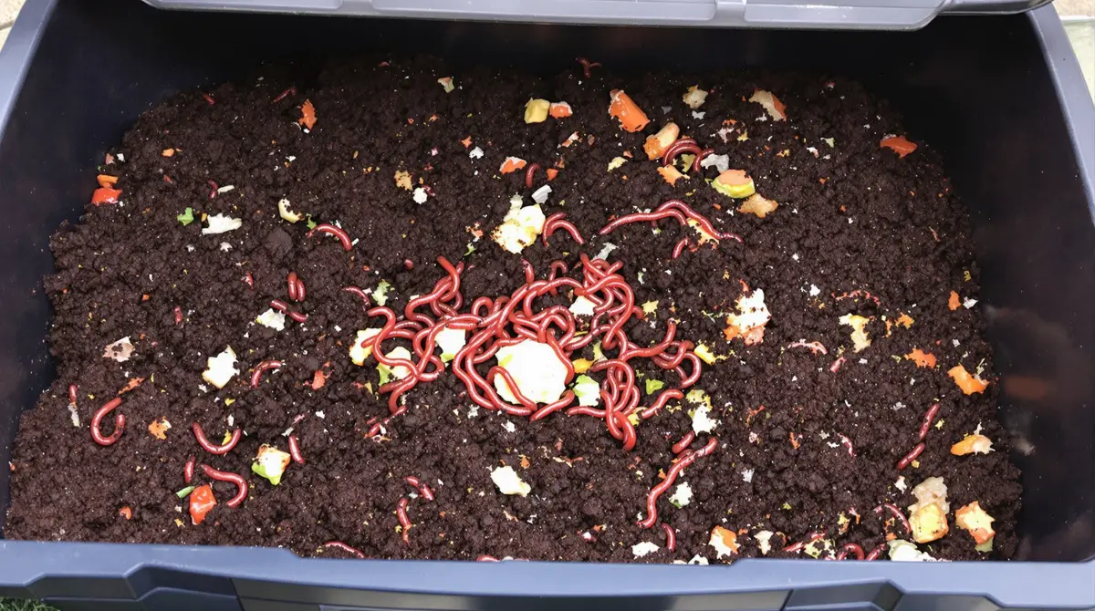 Mastering Vermicomposting: Unique Tips and Lesser-Known Techniques ...